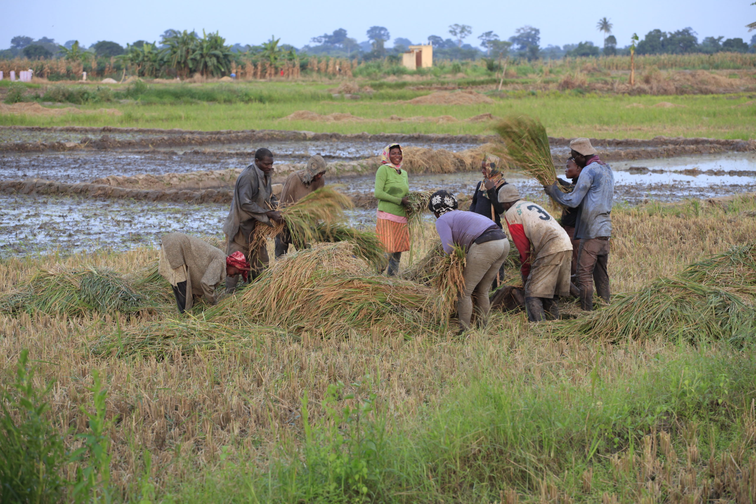 La rizière – Projet Komla